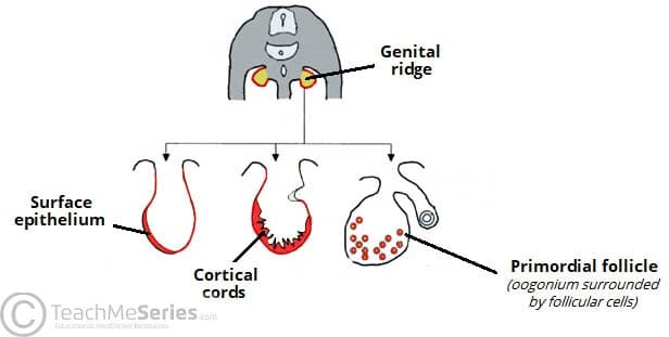 Development Of The Reproductive System Embryology Teachmeanatomy