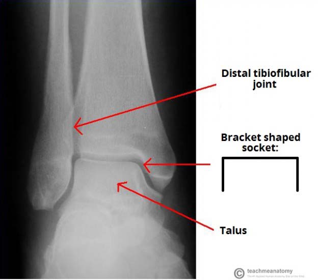 The Ankle Joint - Articulations - Movements - TeachMeAnatomy