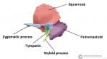 The Temporal Bone - Parts - Fractures - TeachMeAnatomy