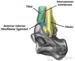 Tibiofibular Joints - Proximal - Distal - Interosseous Membrane ...