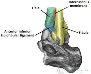 Tibiofibular Joints - Proximal - Distal - Interosseous Membrane ...