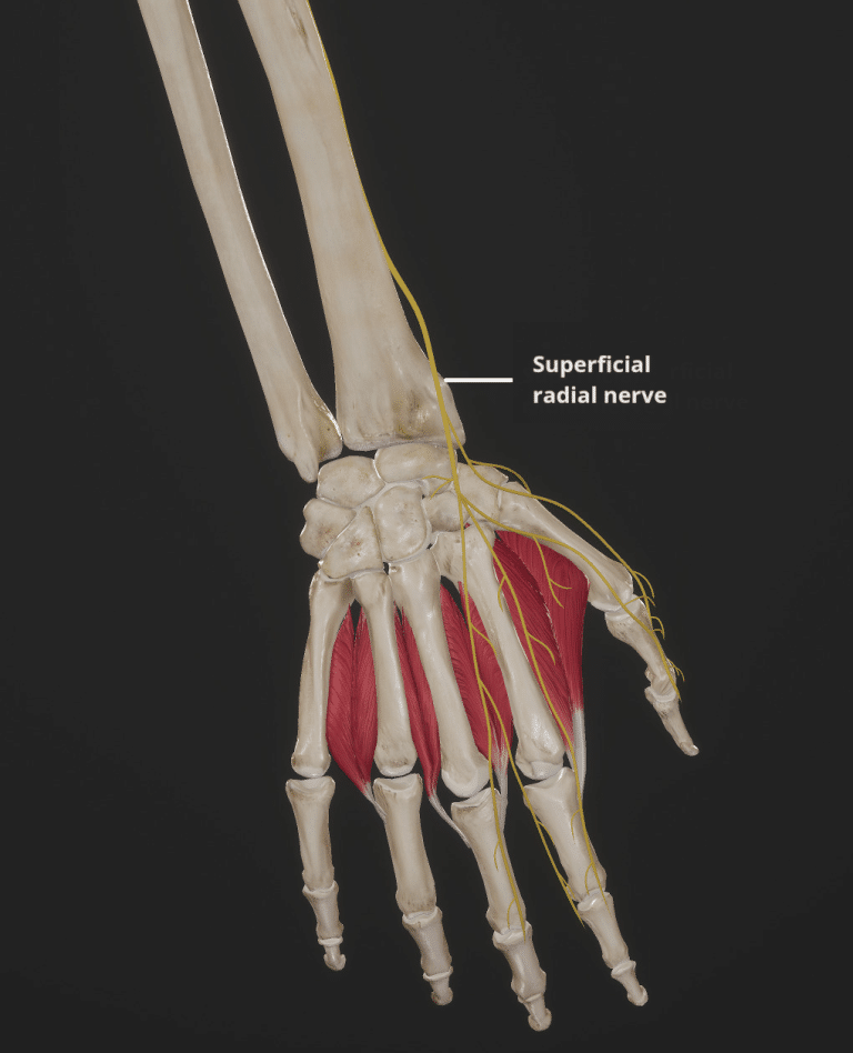 Superficial Radial Nerve Course Functions Teachmeanatomy