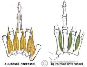 The Muscles of the Hand - Thenar - Hypothenar - TeachMeAnatomy