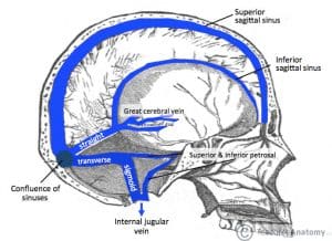 Dural Venous Sinuses - Superior Sagittal - TeachMeAnatomy