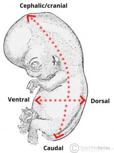 Anatomical Terms of Location - Anterior - Posterior - TeachMeAnatomy