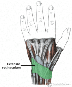 Ligaments and Fascia of the Hand – Anatomy and Clinical Relevance