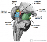 The Midbrain - Colliculi - Peduncles - TeachMeAnatomy