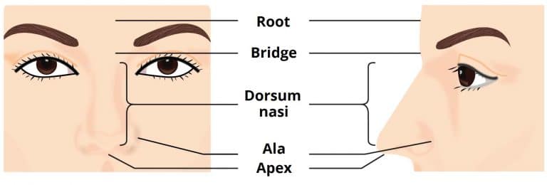 The Nose and Sinuses - TeachMeAnatomy