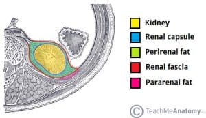 The Kidneys - Position - Structure - Vasculature - TeachMeAnatomy