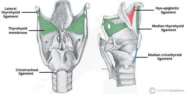 Laryngeal Ligaments and Folds - Vocal - Vestibular - TeachMeAnatomy