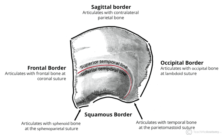 Parietal Bone Anatomy – Structure, Articulations and Clinical Relevance