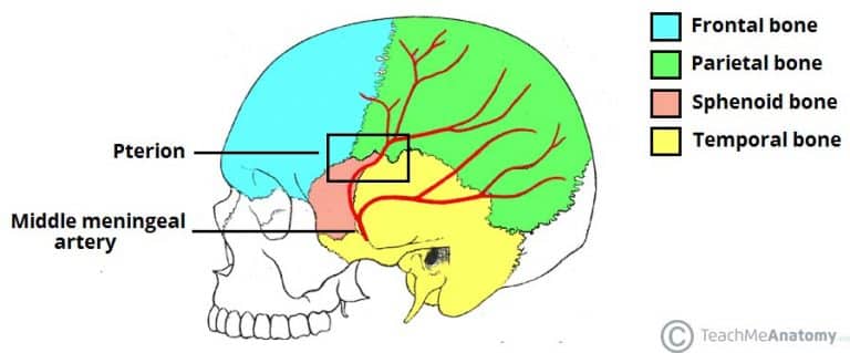 Parietal Bone Anatomy – Structure, Articulations and Clinical Relevance