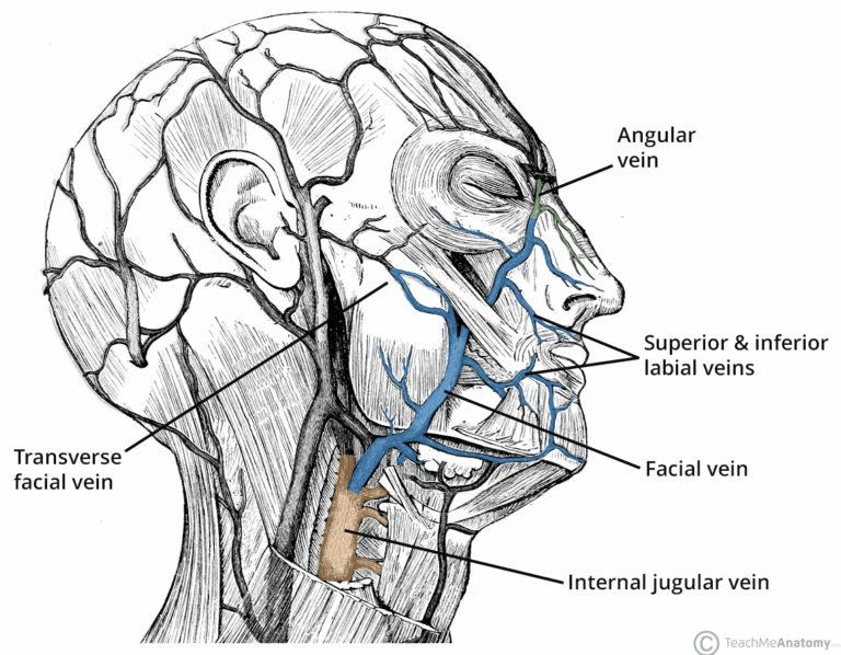 Facial Vein – Anatomy, Course, and Drainage