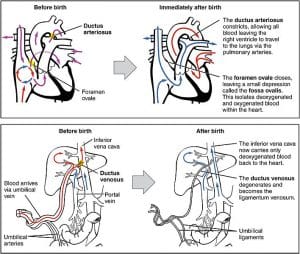 Development of the Cardiovascular System - TeachMeAnatomy