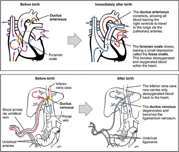 Development of the Cardiovascular System - TeachMeAnatomy