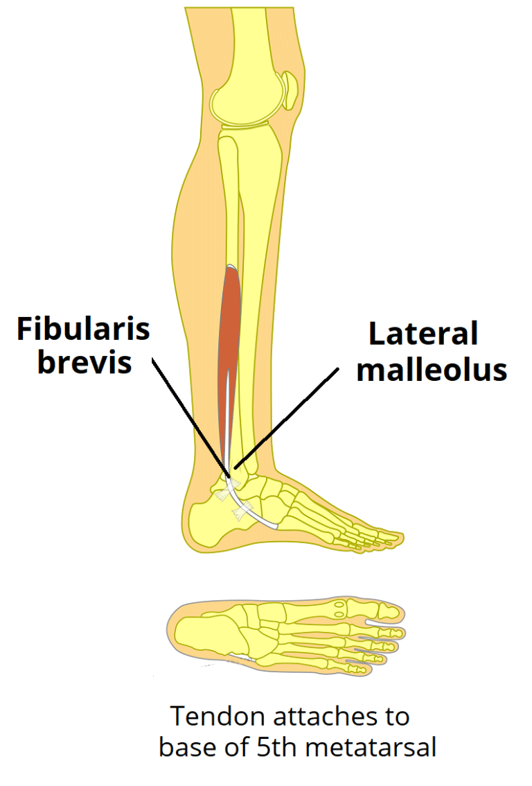 Fibularis (Peroneus) Brevis - Attachments - TeachMeAnatomy