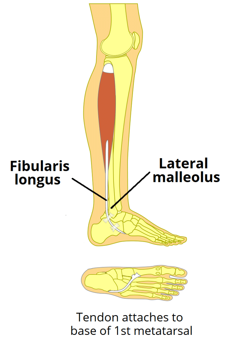 Fibularis (Peroneus) Longus - Actions - TeachMeAnatomy