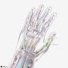 The Flexor Pulley System of the Hand - Annular - Cruciate - Oblique ...