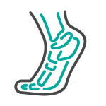 Lower Limb Anatomy | Hip, Thigh, Leg and Foot – TeachMeAnatomy