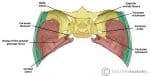 Middle Cranial Fossa - Boundaries - Contents - TeachMeAnatomy