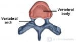 Vertebral Column Anatomy | Structure, Regions & Function