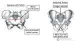The Sacrum - Landmarks - Surfaces - Relations - TeachMeAnatomy