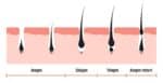 Hair Follicle – Anatomy, Structure and Growth Cycle - TeachMeAnatomy