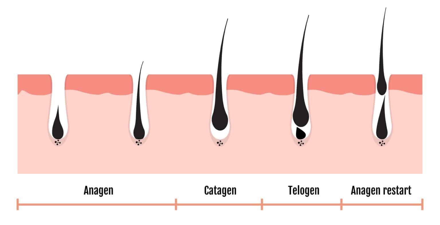 Hair Follicle – Anatomy, Structure and Growth Cycle - TeachMeAnatomy
