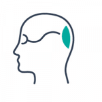 Head Anatomy | Cranial and Facial Structures – TeachMeAnatomy