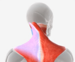 Head and Neck Movements | 3D Models of Cervical Spine and Muscle ...