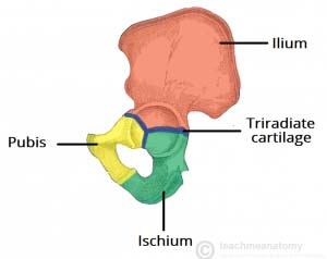 Hip Bone of a 5 year old - Triradiate Cartilage Present - TeachMeAnatomy