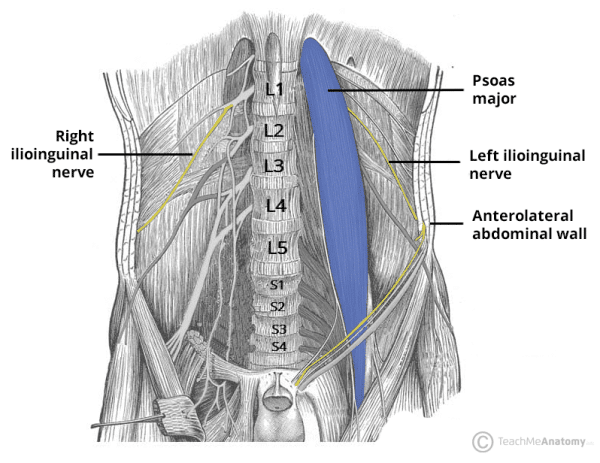 Ilioinguinal Nerve - Course - Supply - TeachMeAnatomy