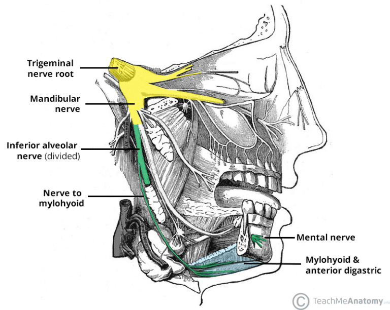 Inferior Alveolar Nerve Course Supply Teachmeanatomy