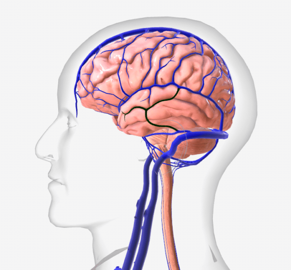 Inferior Cerebral Veins - Course - Supply - TeachMeAnatomy