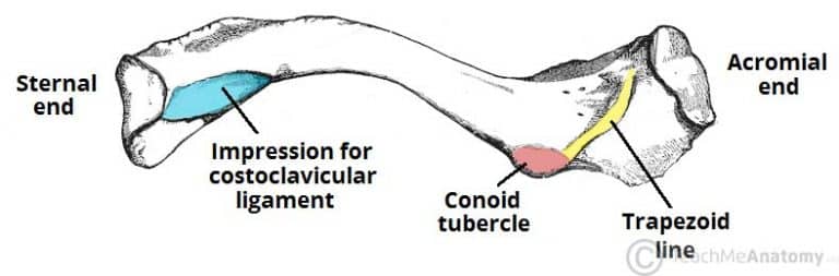 The Clavicle - Functions - Landmarks - Fractures - TeachMeAnatomy