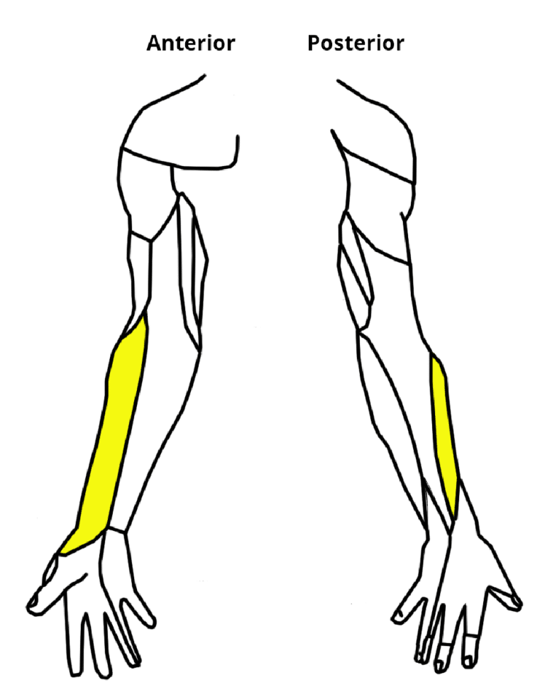 Lateral Cutaneous Nerve of the Forearm - Course - TeachMeAnatomy
