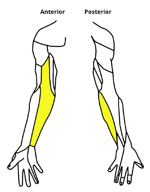 Medial Cutaneous Nerve of the Forearm - Course - TeachMeAnatomy