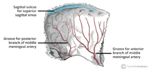 Parietal Bone Anatomy – Structure, Articulations and Clinical Relevance