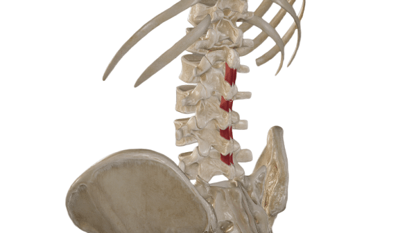 Interspinales - Actions - Attachments - TeachMeAnatomy