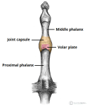 The Proximal Interphalangeal Joint - Articulation - TeachMeAnatomy