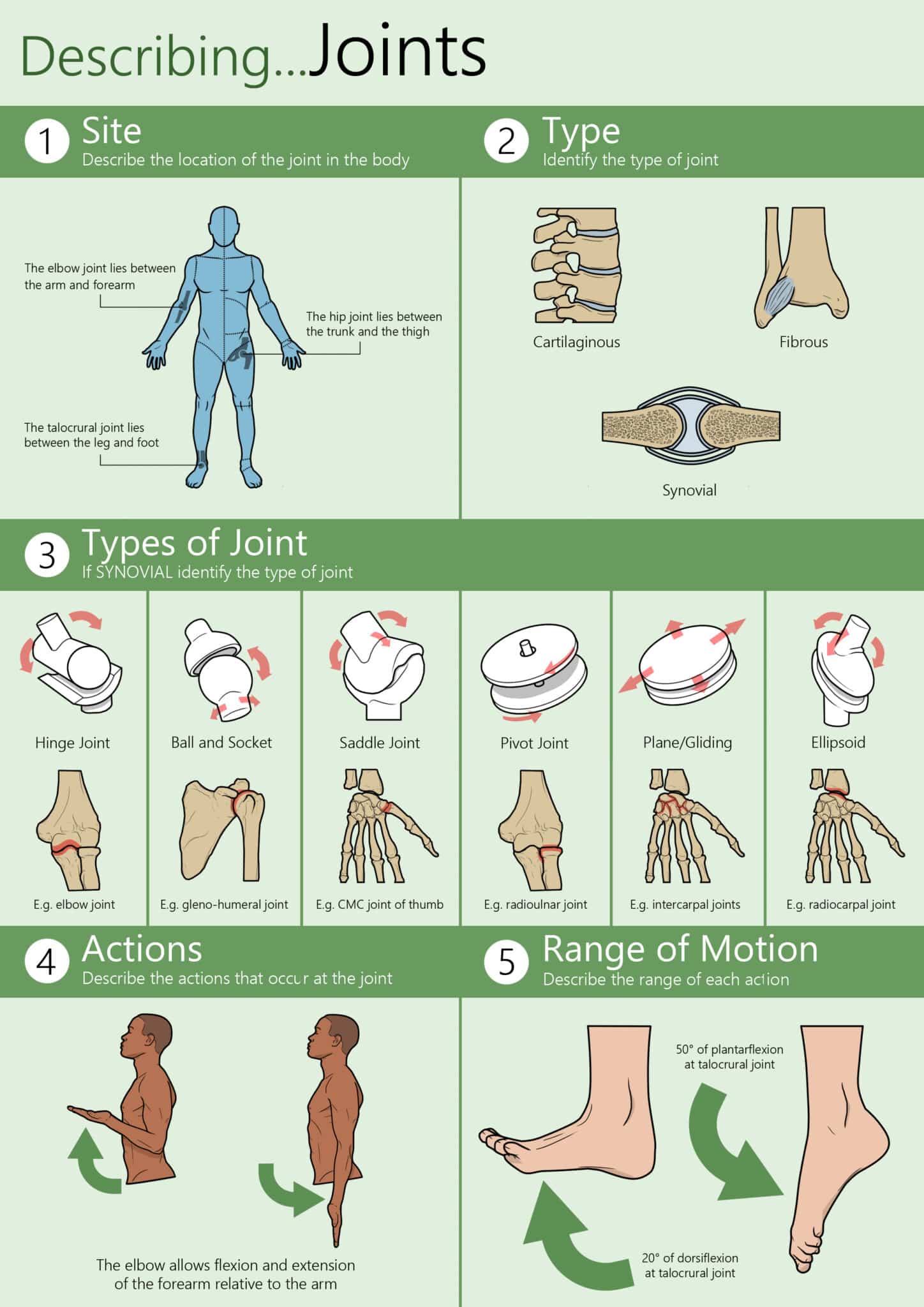 How to Learn Joint Anatomy - Type - Movements - TeachMeAnatomy