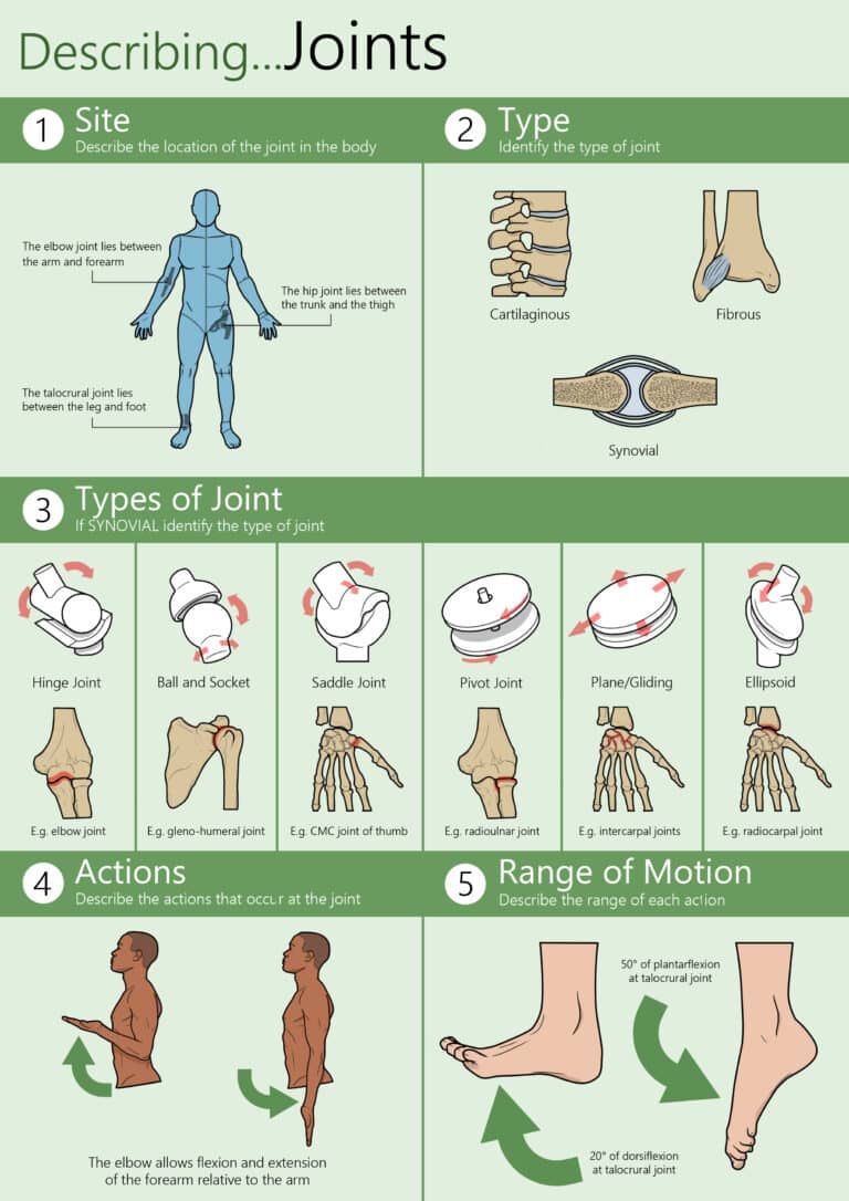 How to Learn Joint Anatomy - Type - Movements - TeachMeAnatomy