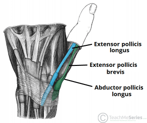 The Anatomical Snuffbox - Borders - Contents - TeachMeAnatomy