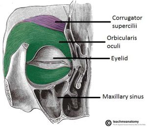 Labelled diagram of the Orbital group of Muscles - Posterior View ...