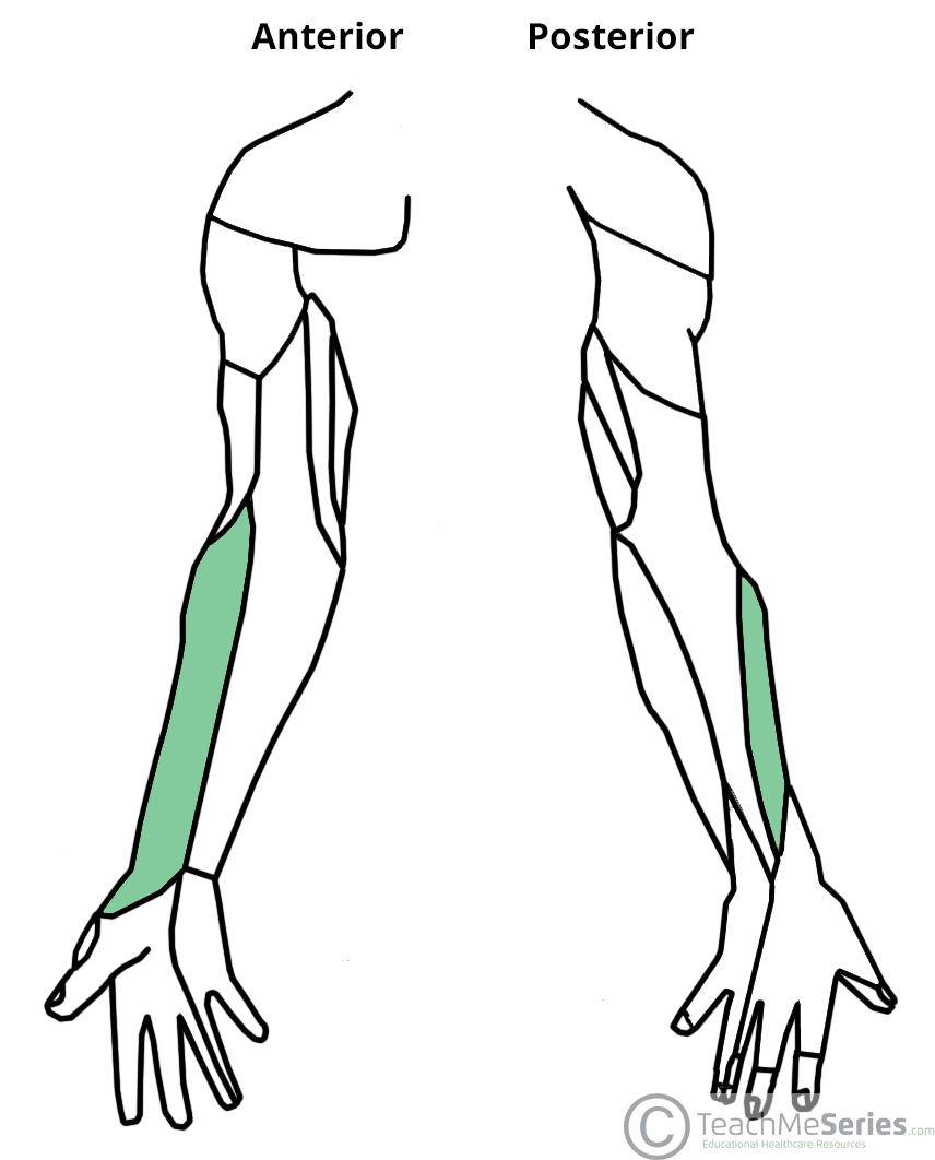 The Musculocutaneous Nerve - Course - Motor - Sensory - TeachMeAnatomy