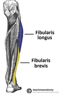 The Superficial Fibular Nerve - Course - Motor - TeachMeAnatomy