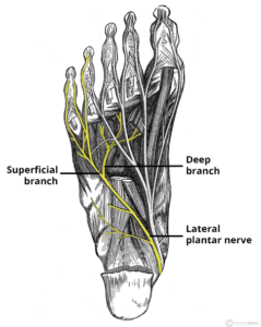 Lateral Plantar Nerve - Course - Supply - TeachMeAnatomy