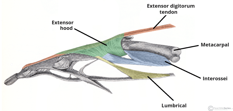 Extensor Expansion of the Hand - Central Slip - Lateral Band ...