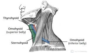 Sternothyroid - Actions - Attachments -TeachMeAnatomy
