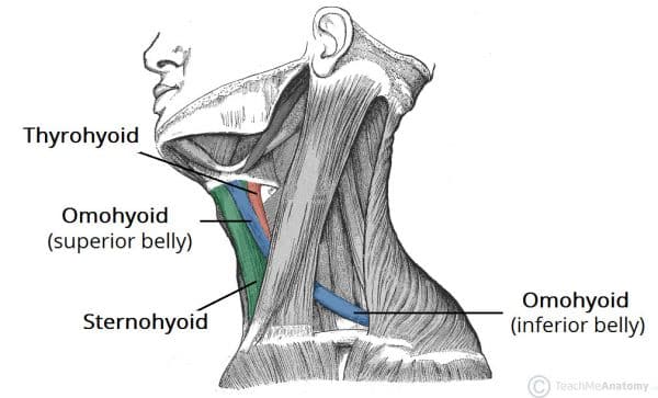Sternohyoid - Attachments - Actions -TeachMeAnatomy